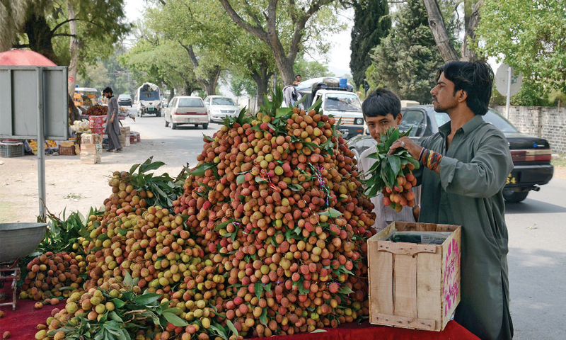 Panjkatha’s popular lychee comes to the markets - Newspaper - DAWN.COM