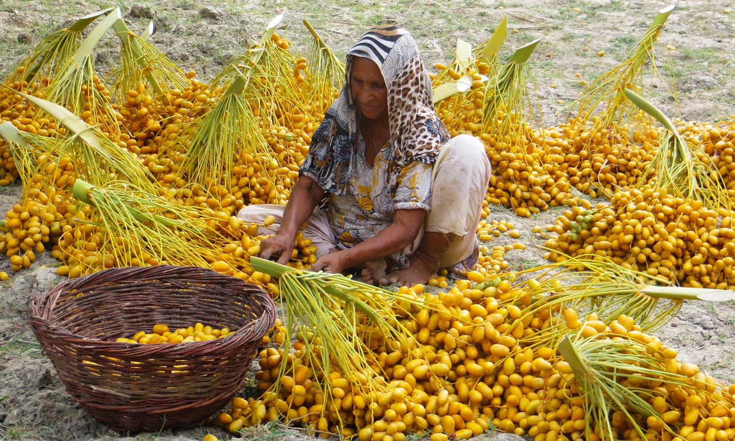 Pakistan Is The Sixth Largest Producer Of Dates In The World 