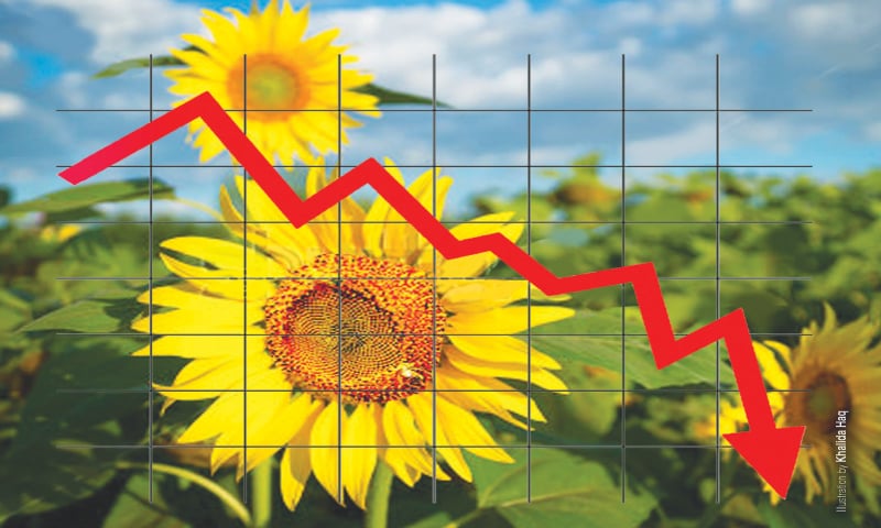 Sindh’s falling sunflower cultivation - Business - DAWN.COM
