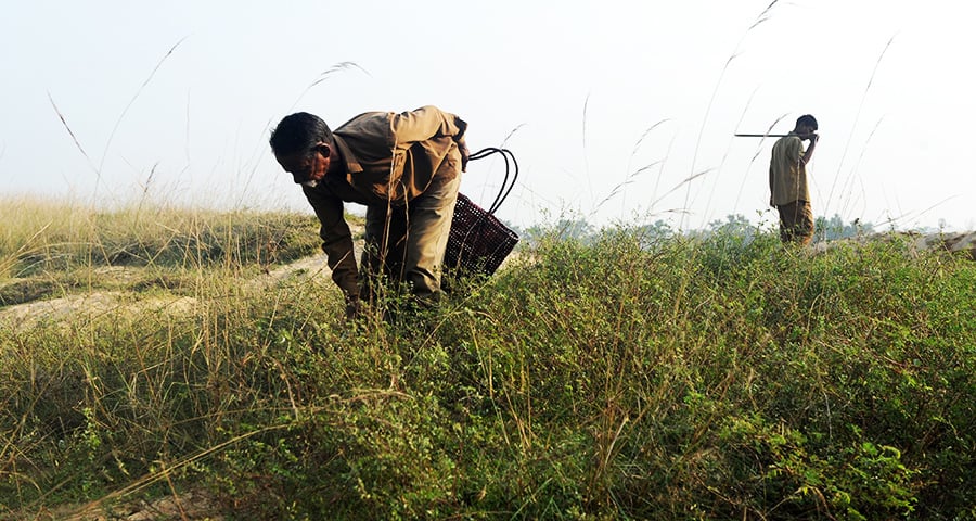 The snake-catching tribe saving lives in India - World - DAWN.COM