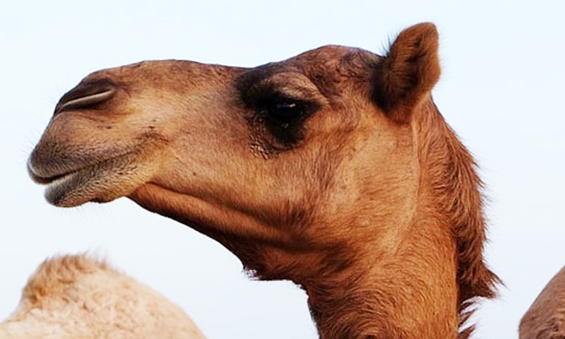 Culture or cruelty? Camel fighting persists in Pakistan despite ban ...
