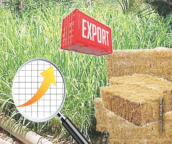 Consequences of fodder exports - Business - DAWN.COM