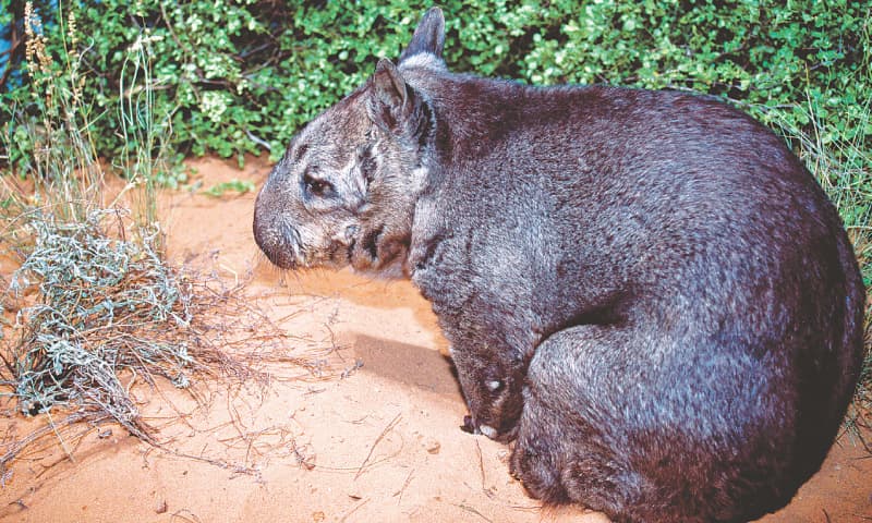 Rare birth of endangered hairy-nosed wombat in Australia - Newspaper ...