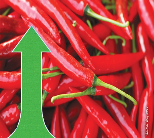Timely rain spices up chilli outlook - Newspaper - DAWN.COM