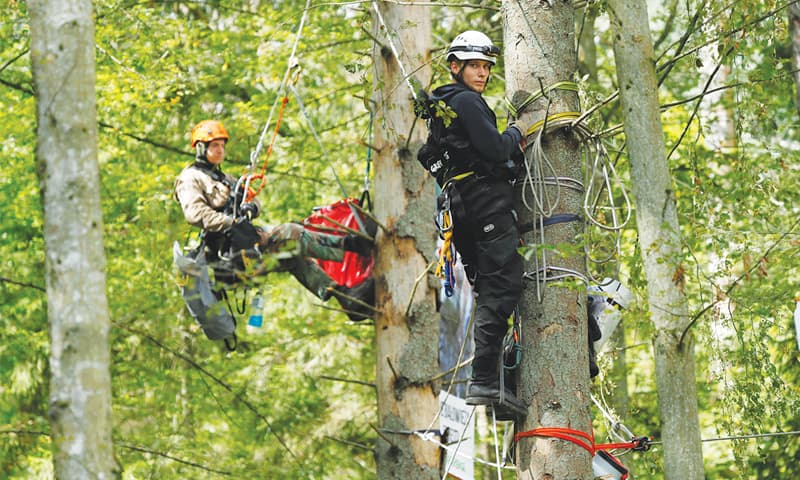Activists climb ancient trees to stop Polish logging - Newspaper - DAWN.COM