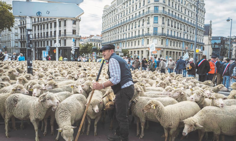 French sheep farmers protest against protection of wolves - Newspaper ...