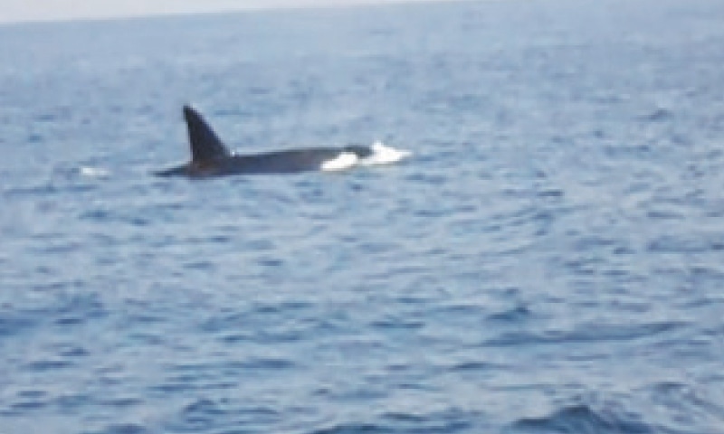 Killer whales seen off Churna Island in rare sighting - Pakistan - DAWN.COM