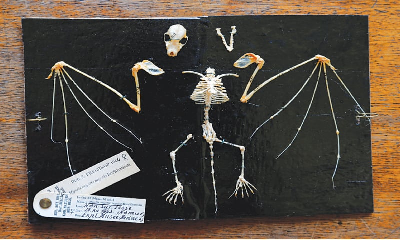 Fossil shows bats have hung around for 33m years - World - DAWN.COM