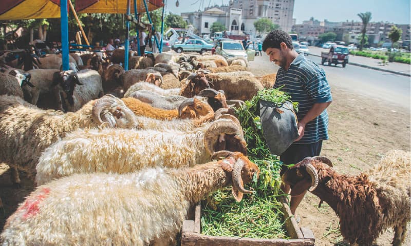 Cairo looks to curb street animal slaughter for Eidul Azha - World ...
