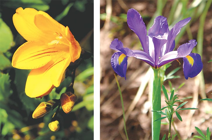 Nargis Flower | Best Flower Site