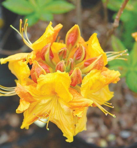 GARDENING: SHRUBBING UP THE RIGHT WAY - Newspaper - DAWN.COM