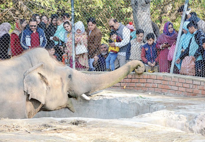Animals in Marghazar Zoo get substandard food - Newspaper - DAWN.COM
