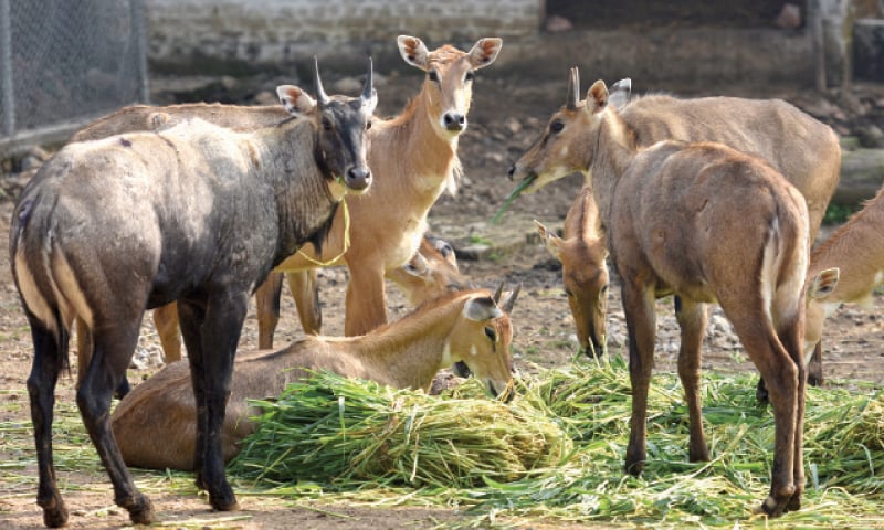 Medical reports reveal four nilgais at Marghazar Zoo were poisoned ...