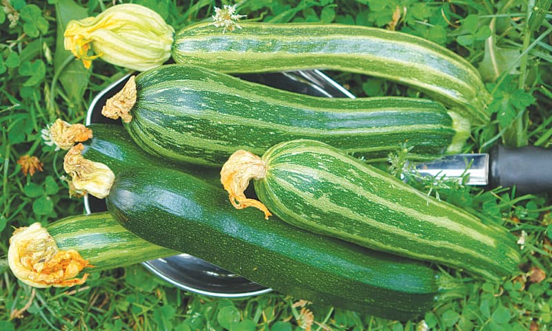 GARDENING: FEAST FOR THE SOIL - Newspaper - DAWN.COM