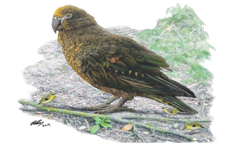Evidence of ‘Herculean’ parrot found in NZ - Newspaper - DAWN.COM