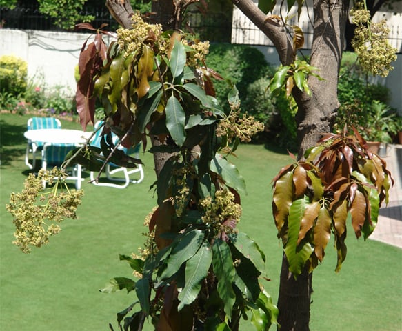 GARDENING: ‘HELP ME SAVE MY MANGO TREE’ - Newspaper - DAWN.COM