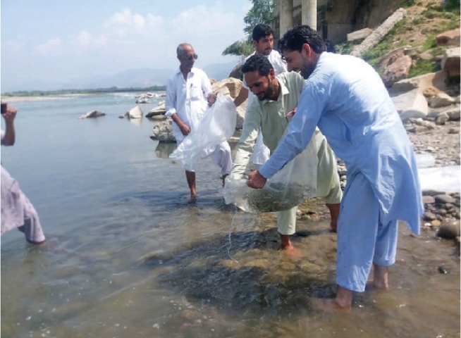 Fish seeds released in River Swat - Newspaper - DAWN.COM