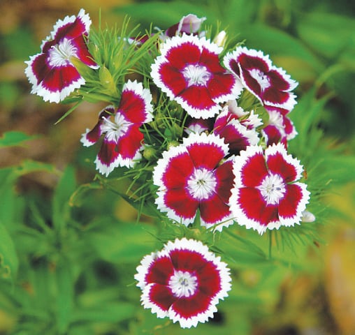 GARDENING: YOUR SEPTEMBER GARDEN CHECKLIST - Newspaper - DAWN.COM