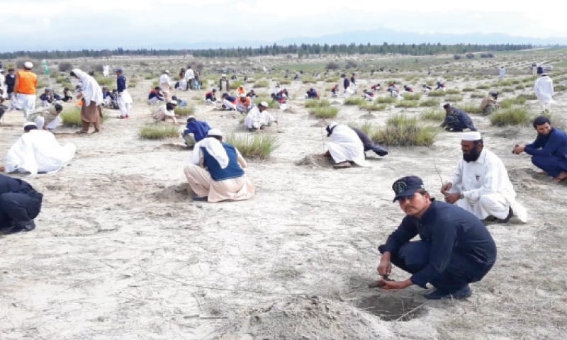 Over 25,000 saplings planted in Lakki - Newspaper - DAWN.COM