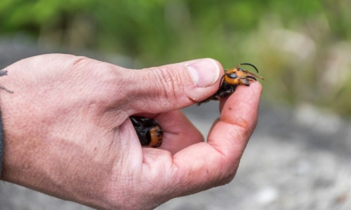 Asian giant 'murder hornets' spotted for first time in US - World ...