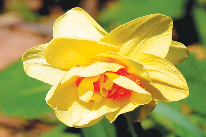 GARDENING: ‘WHY ARE MY MANGOES ROTTING ON THE TREE?’ - Newspaper - DAWN.COM