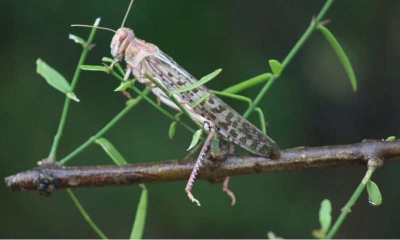 Locust threat forces farmers in Thar desert to keep land fallow ...