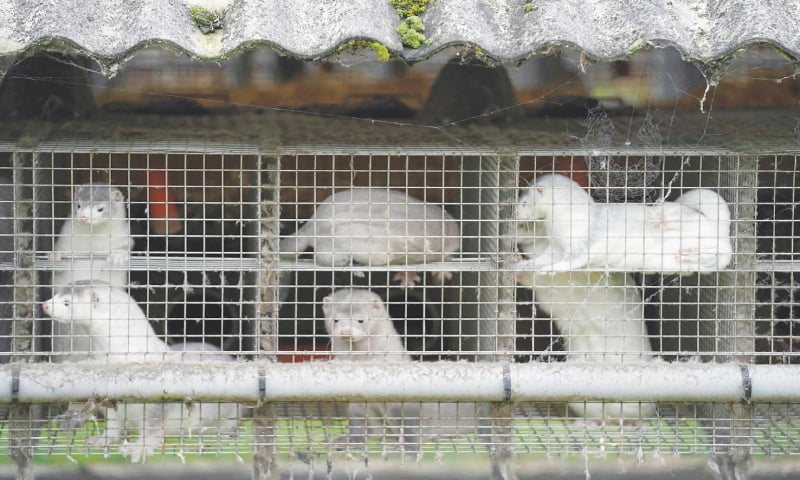 Denmark to cull millions of minks over mutated coronavirus - World ...