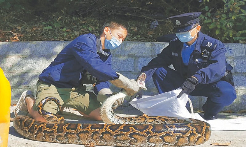 No snake soup for Hong Kong’s young snake catcher - Newspaper - DAWN.COM