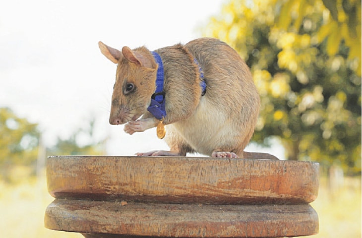 Bomb-sniffing rat retires after award-winning Cambodian career ...