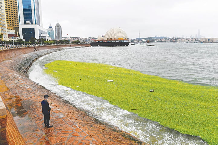 Chinese city launches fight against algae bloom - World - DAWN.COM