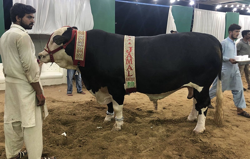 At Karachi's grand cattle market, buy a cow, get coronavirus free ...
