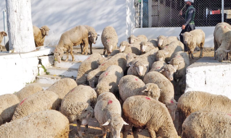 Govt help sought to boost Ramghani sheep farming - Newspaper - DAWN.COM