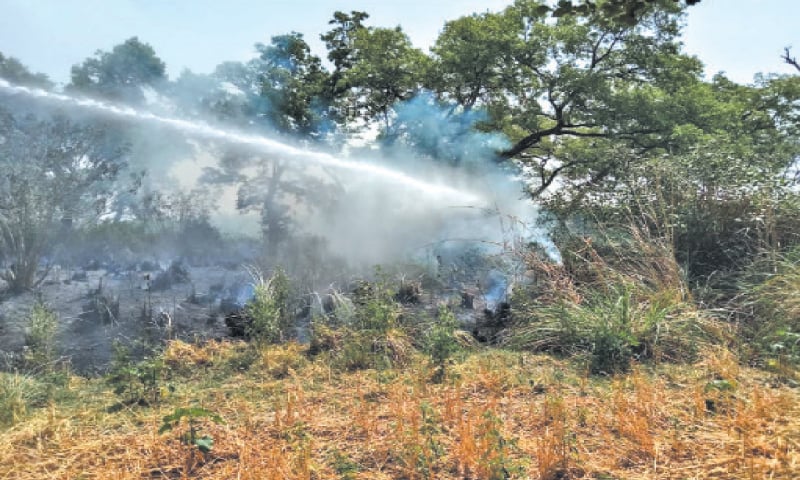 38 forest fires in Narowal in ongoing year - Newspaper - DAWN.COM