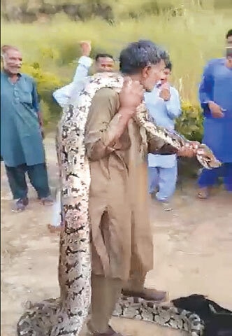 Huge python killed in AJK - Pakistan - DAWN.COM