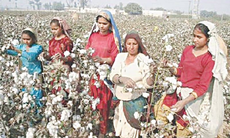 Cotton arrivals fall 24pc to 2.9m bales - Business - DAWN.COM