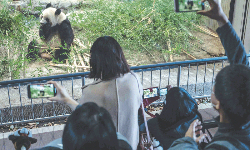 Japanese flock to zoos for farewell to four pandas - Newspaper - DAWN.COM