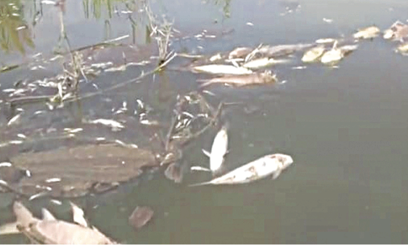 Thousands of fish, cattle heads die after mill releases toxic runoff ...