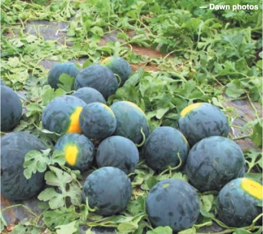 Watermelons lose sweetness for farmers - Newspaper - DAWN.COM