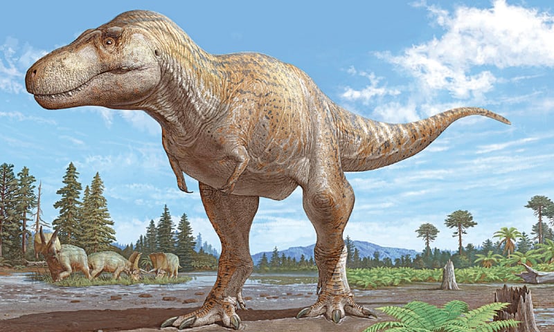 Scientists link dinosaur fossil to new Tyrannosaurus species - World ...