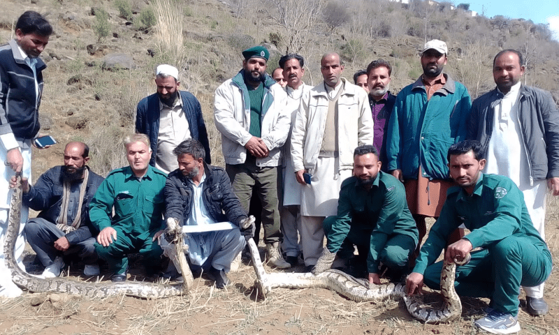 Two pythons released in wild in AJK - Newspaper - DAWN.COM