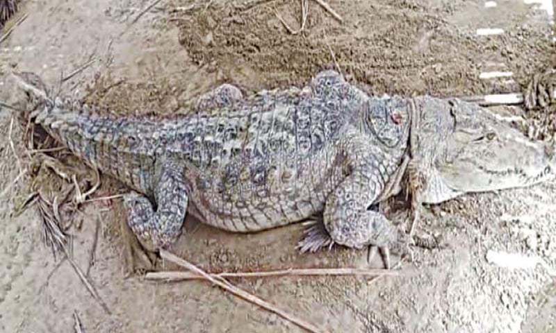 Marsh crocodile rescued, released back into Balochistan’s Dasht River ...