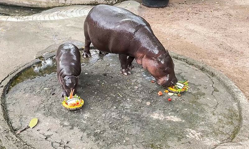 Thai baby hippo Moo Deng ‘predicts’ US election win for Trump - DAWN.COM