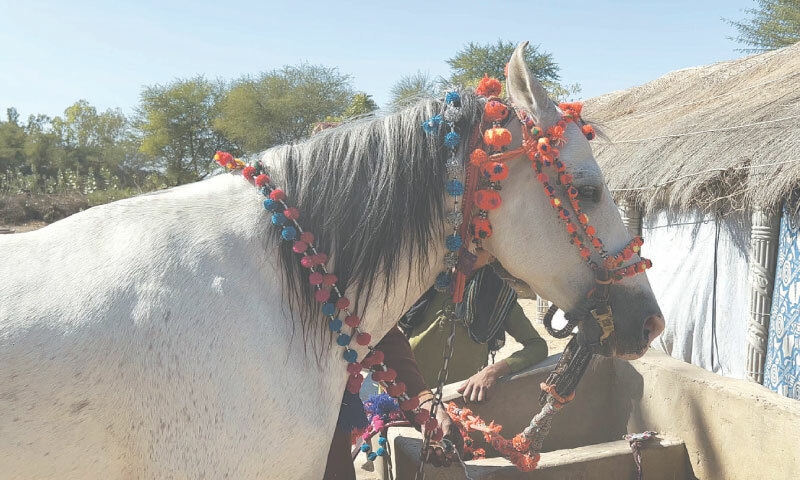 CULTURE: THE EQUINE PRIDES OF SINDH - Newspaper - DAWN.COM