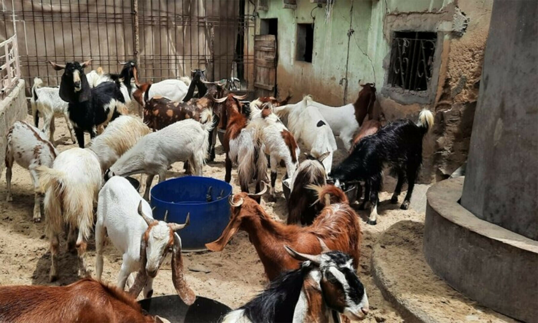 Cattle prices soar as sacrifice meets inflation in Karachi’s mandis ...