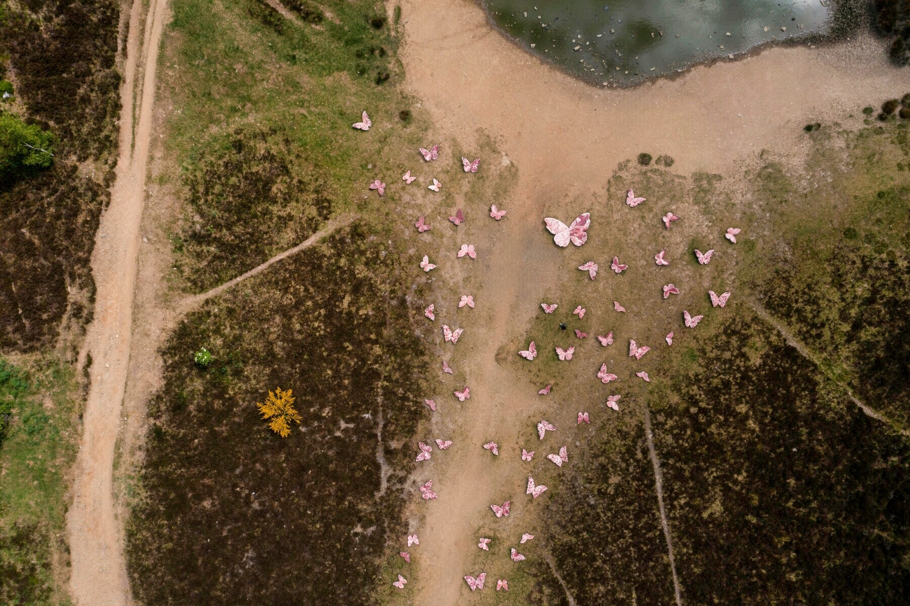 EXHIBITION: THE STILLNESS OF WINGS - Newspaper - DAWN.COM