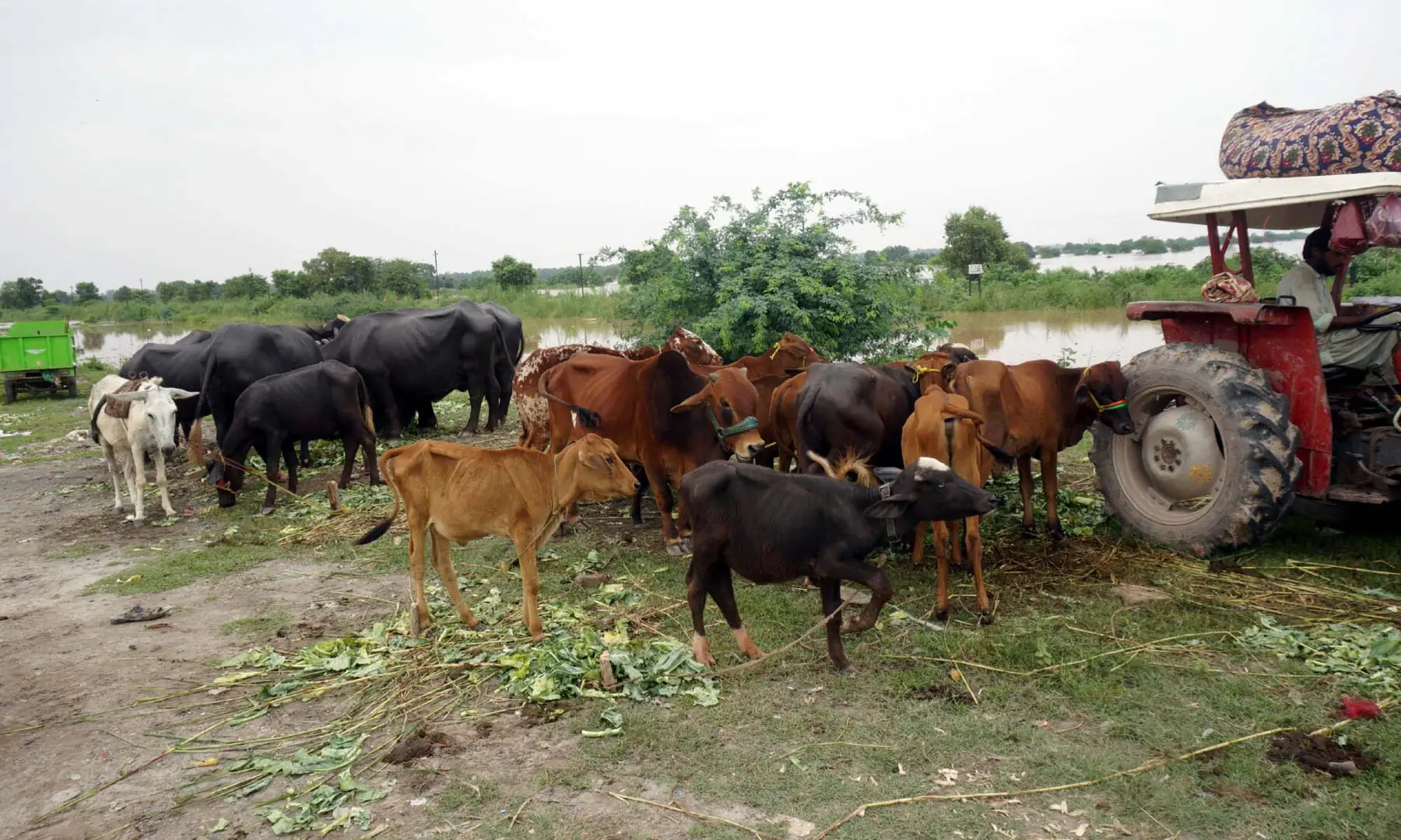 Katcha residents in Dera Ghazi Khan told to evacuate - Pakistan - DAWN.COM