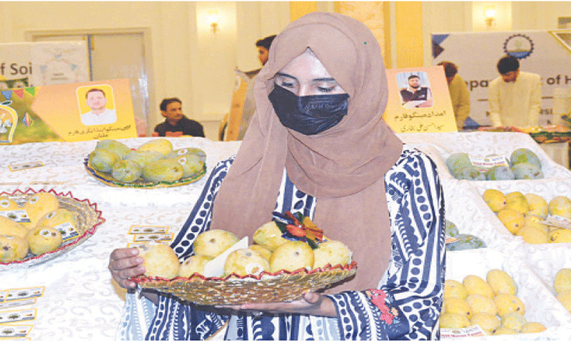 Mango festival showcases more than 200 varieties - Newspaper - DAWN.COM