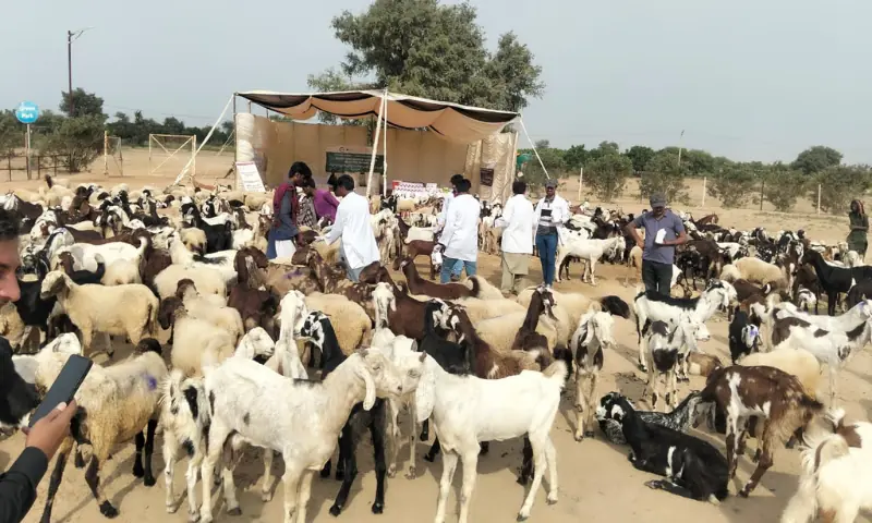 ‘From Herds to Hope’: Thar Foundation transforms livestock in Thar ...