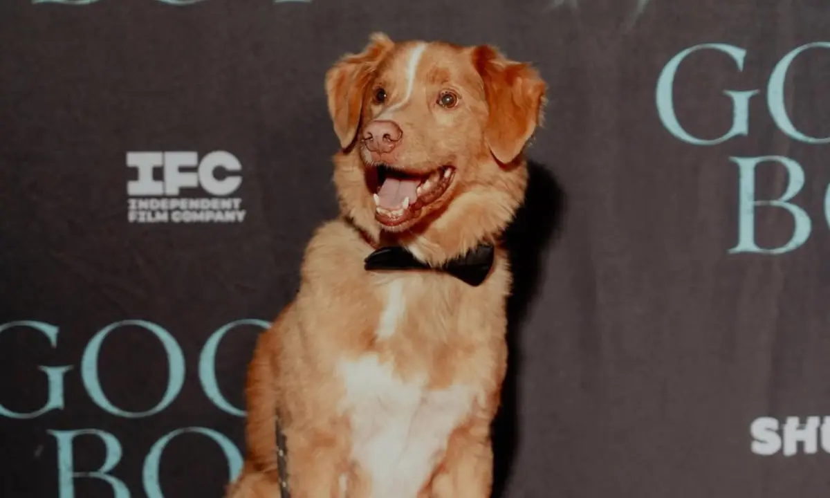 Indy, Good Boy’s canine star, wants the Academy Awards to throw him a ...