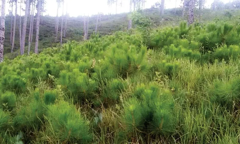 Pakistan’s Chilgoza forest restoration project wins UN award - Pakistan ...